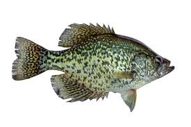Panfish – Outdoor Addiction